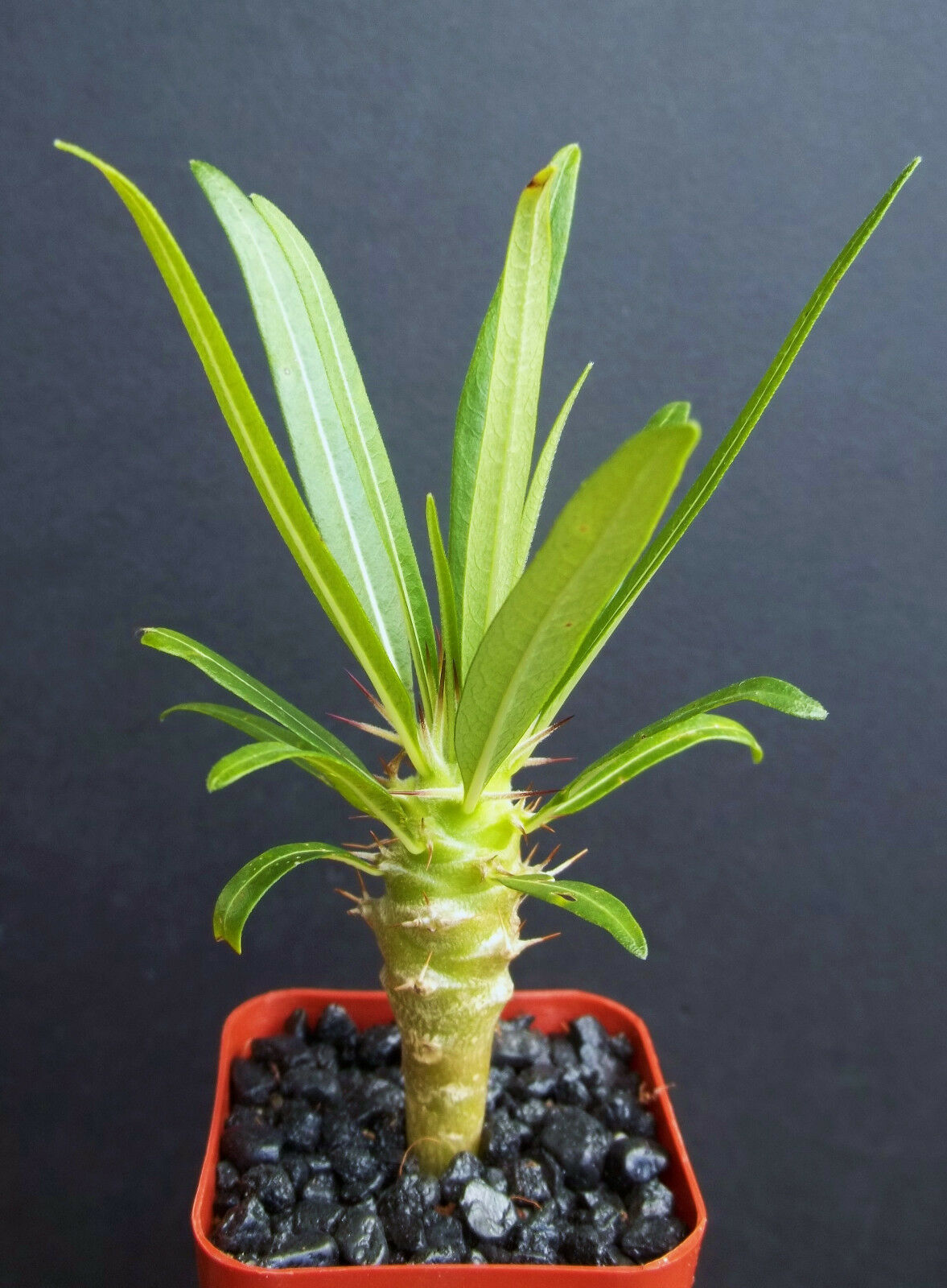 Pachypodium geayi @ rare madagascar palm plant cactus cacti caudex ...