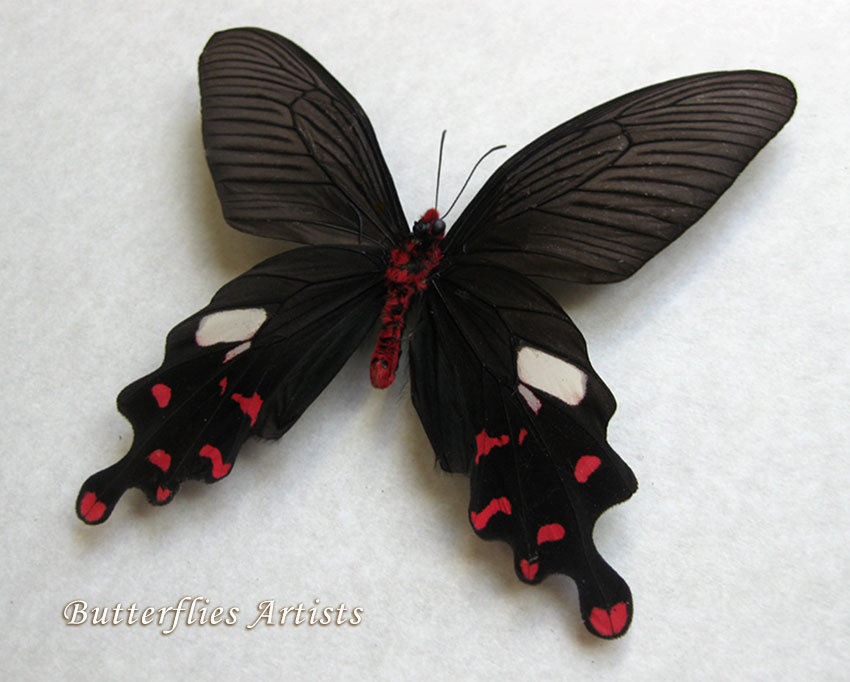 Common Windmill Atrophaneura Polyeuctes Butterfly Entomology ...