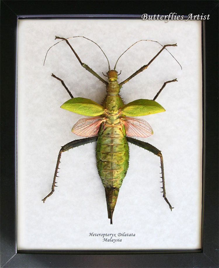 Giant Pink Walking Stick Winged Jungle Nymph Heteropteryx Dilatata In ...