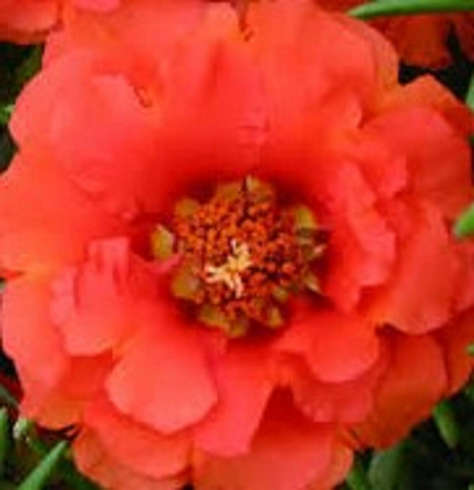 Red Mexican-Rose Sun Plant 80 Seeds -BUY 4 ITEMS FREE SHIP - Plants ...