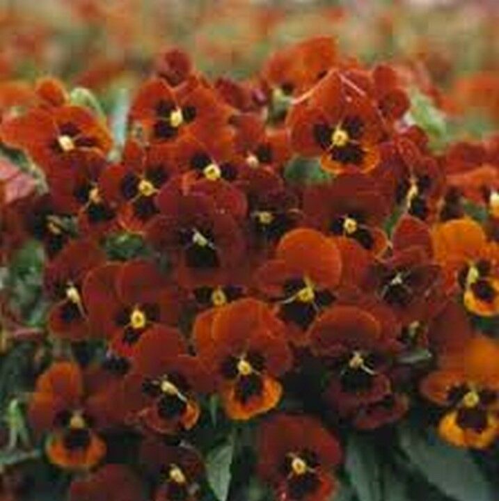 50 Pcs Arkwright Ruby Viola Flower Seeds #MNSS - Seeds & Bulbs