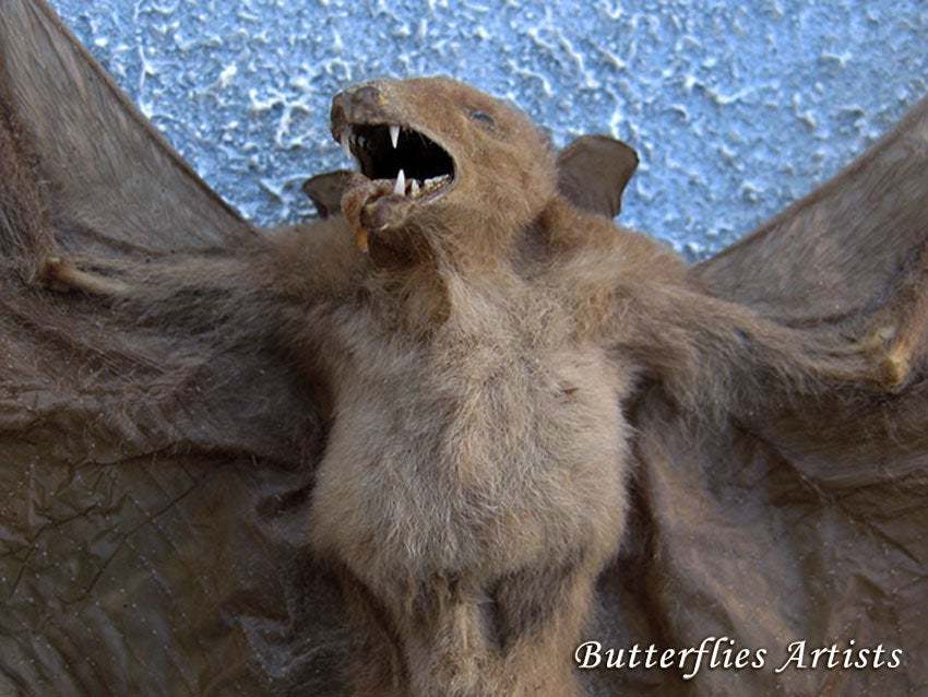 Real Bat Wolf Faced Eonycteris Spelaea Taxidermy Museum Quality Framed ...