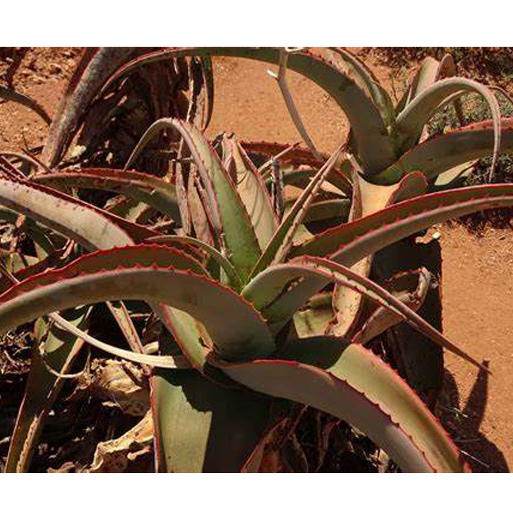 10 seeds Aloe gilbertii Succulents Garden Plants - Plants & Seedlings
