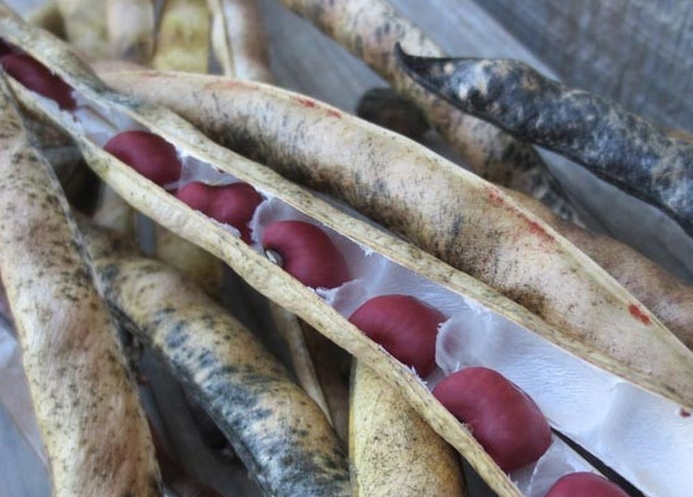 SHIPPED From US, Chinese Red Pea Seeds, 6600 SEEDS RM - Seeds