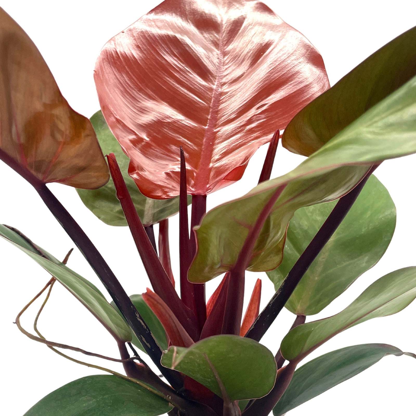 Philodendron McColley's Finale, 4 inch Bright Red Philo - Plants ...
