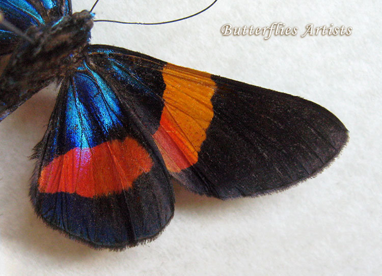 Day Flying Moth Milionia Drucei Entomology Collectible Museum Quality ...