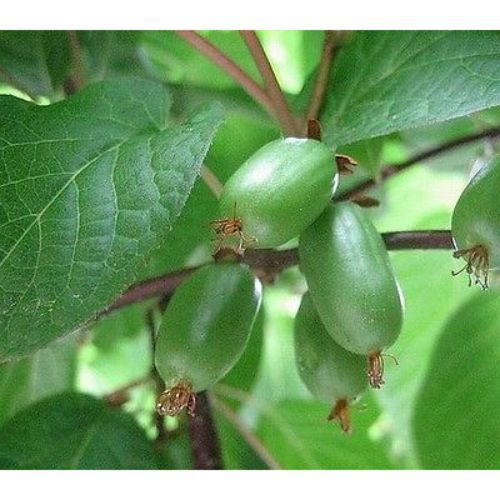 Actinidia Arguta Hardy Kiwi Berry Rare Plant 20 Seeds #TRF01 - Seeds