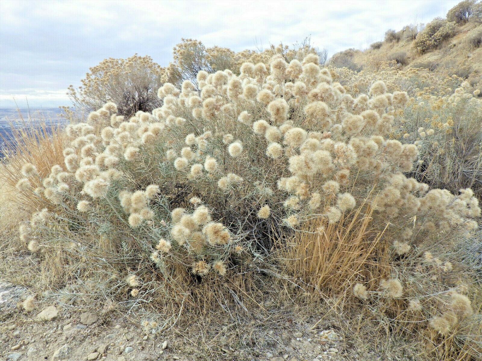 100 Pcs Rubber Rabbitbrush Seeds #MNSF - Seeds & Bulbs