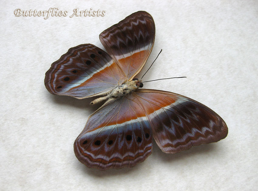 Cirrochroa Regina RARE Real Yeomen Butterfly Entomology Collectible ...