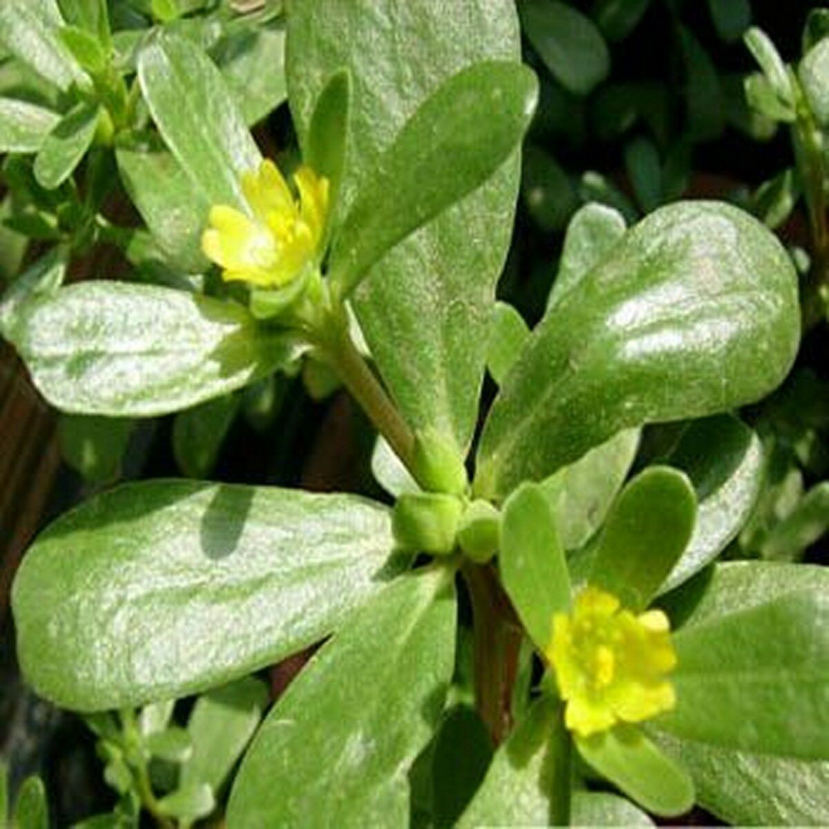 200 Pcs Portulaca Oleracea Sativa Purslane Flower Seeds #MNSS - Seeds ...