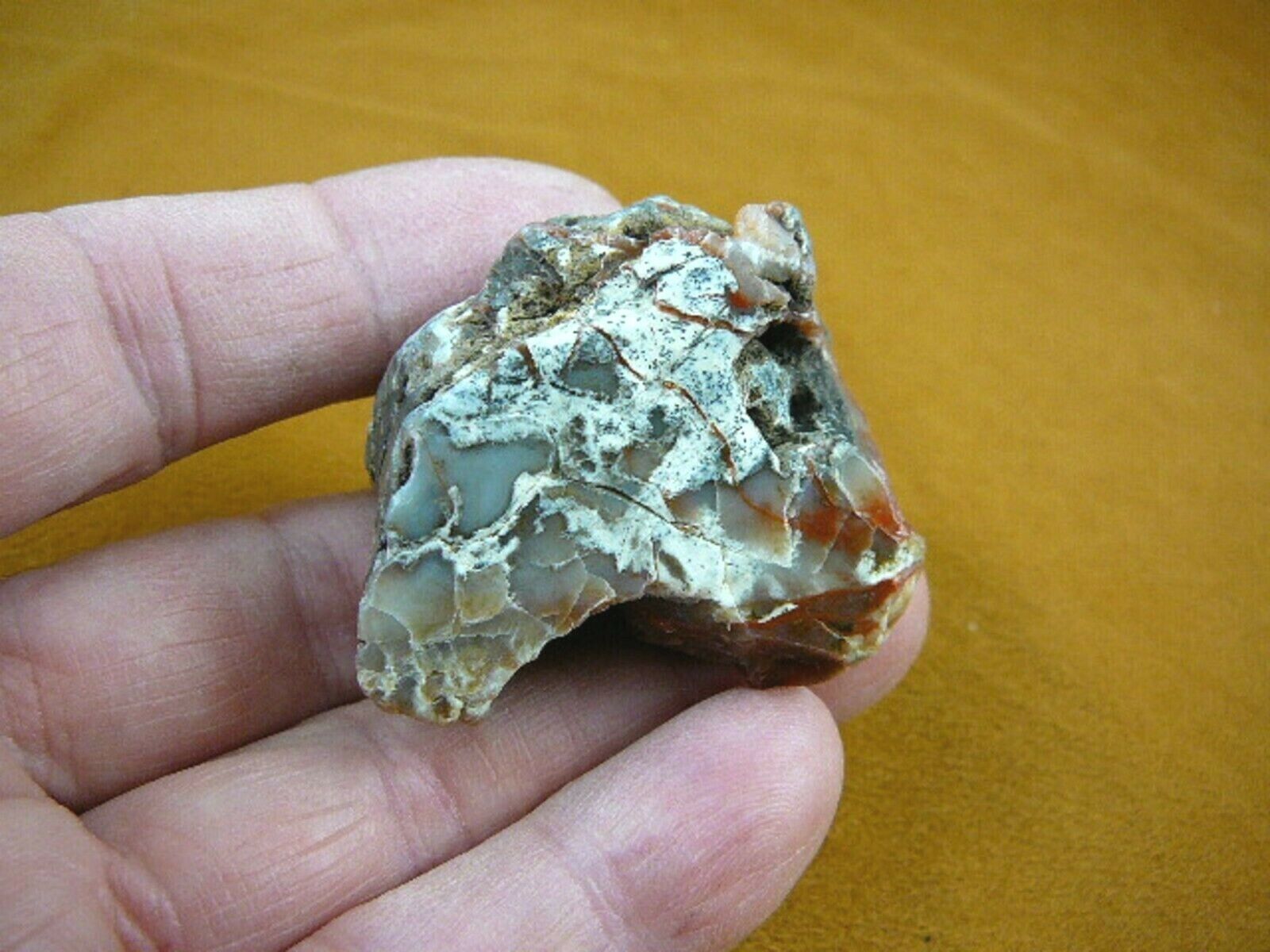 DF601-115) 2 oz Fossil REAL DINOSAUR POOP Coprolite Dino Utah Jurassic ...