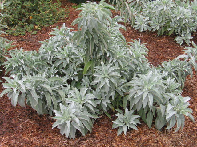 Certified Organic - Non GMO - White Sage (50 Seeds) - Plants & Seedlings