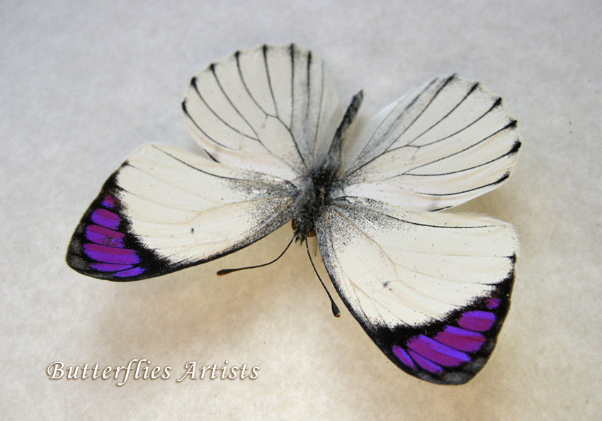 Colotis Ione Violet Tip Real Butterfly Framed Entomology Collectible ...