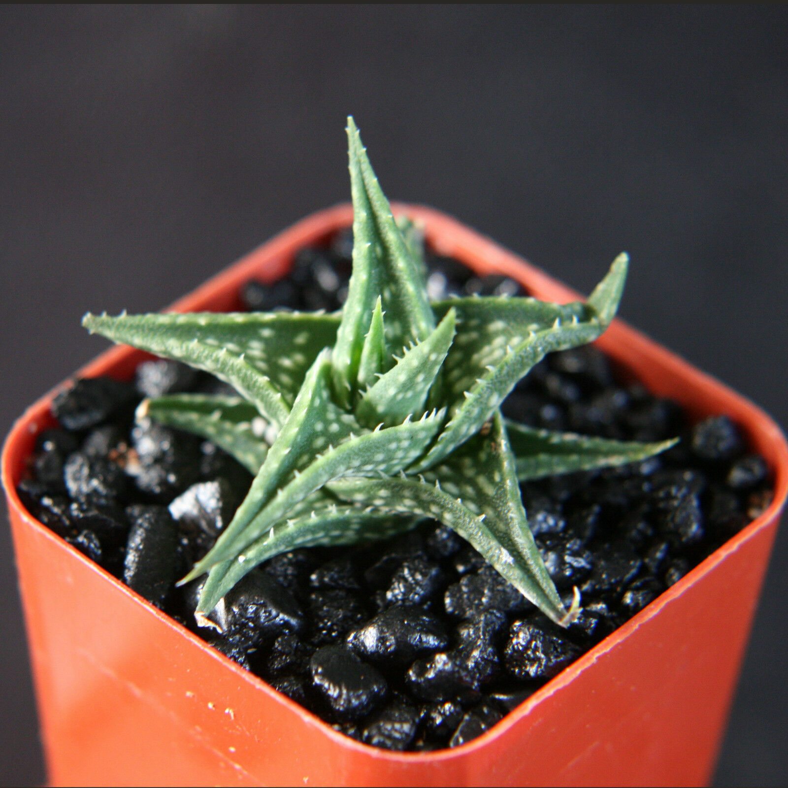 RARE ALOE DESCOINGSII succulent exotic cactus cacti agave haworthia 2 ...