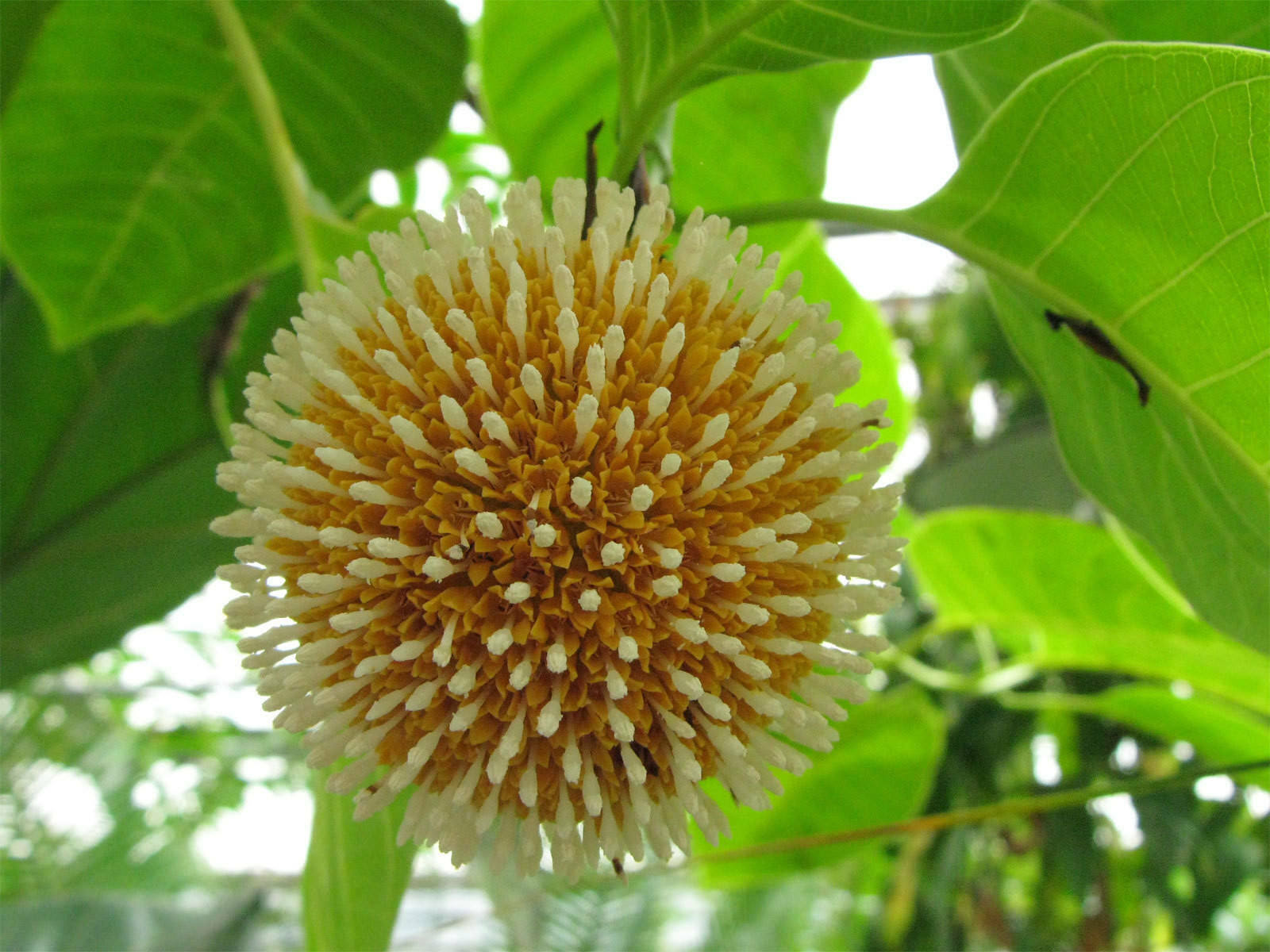 100 Seeds Neolamarckia Cadamba Burflower Tree Amboina Kadam - Seeds & Bulbs