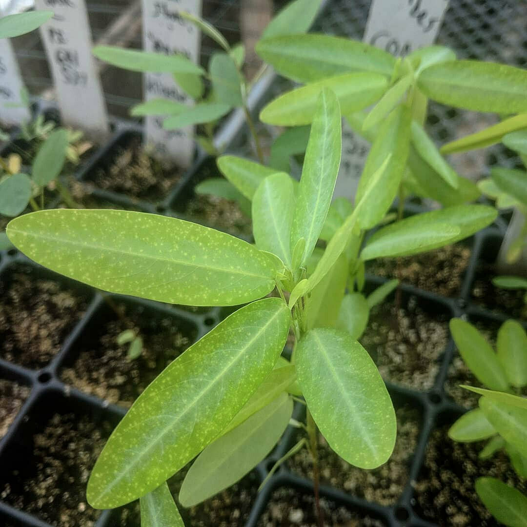 20 Seeds Codariocalyx Motorius Dancing Plant Telegraph Semaphore ...