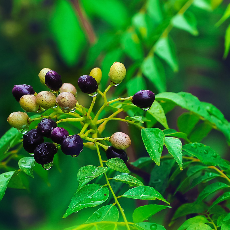 100 Unit Kitchen Curry Leaf Plant Sweet Neem Kari Patta Plant Seed ...