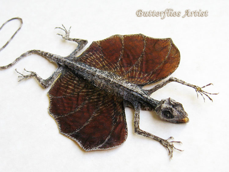 Real Red Flying Dragon Lizard Draco and 50 similar items