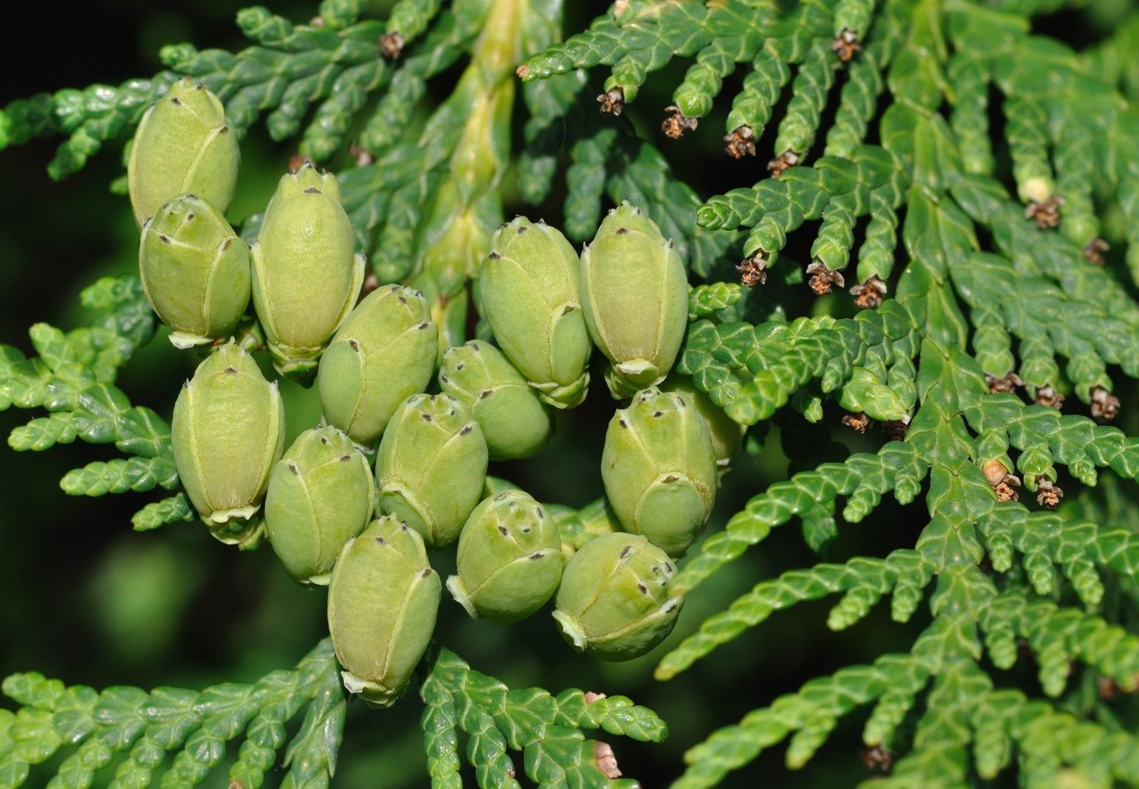 American Arborvitae (Thuja occidentalis), 50 seeds - Tree Seeds