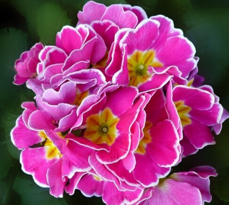 100PC SEED Primula Seeds European Primrose PINK PRIMEROSE A - Perennial ...