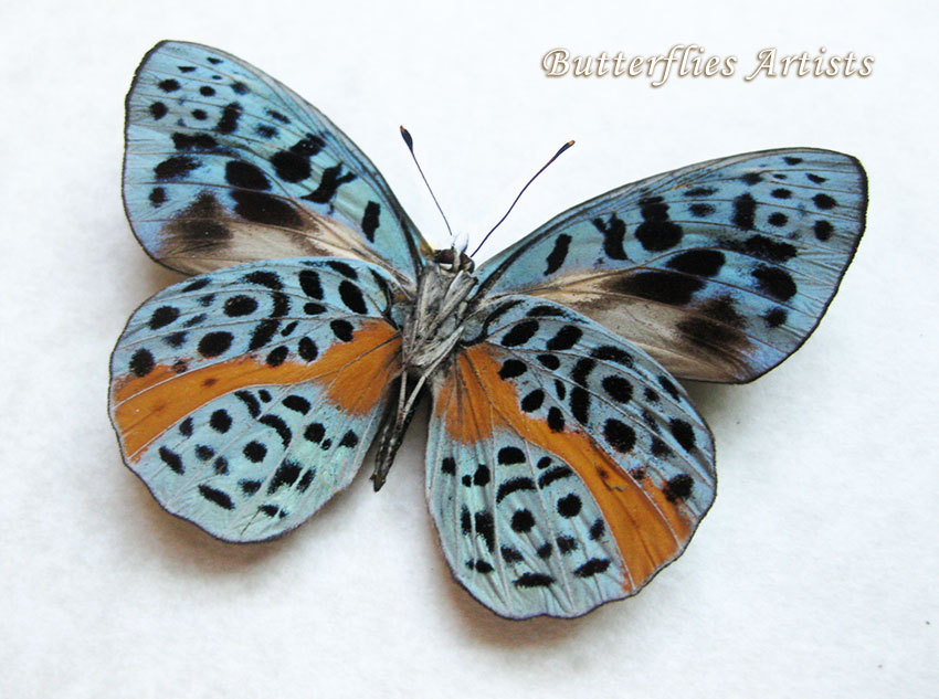 Amazing Eunica Chlorochroa Rare Real Butterfly Entomology Collectible ...