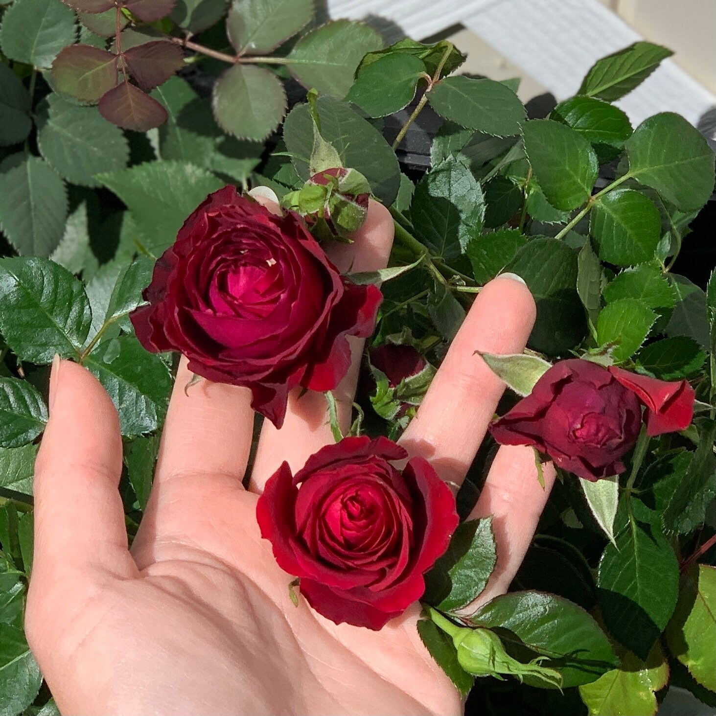 Dark Red Climbing Rose Live Plant, Red Color Climber Garden Rose Bush ...