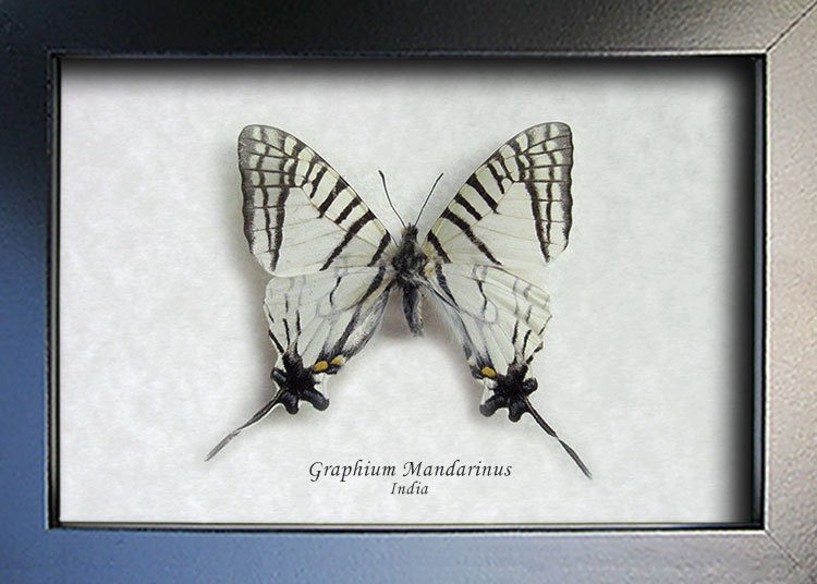 Graphium Mandarinus Spectacle Swordtail Real Butterfly Entomology ...