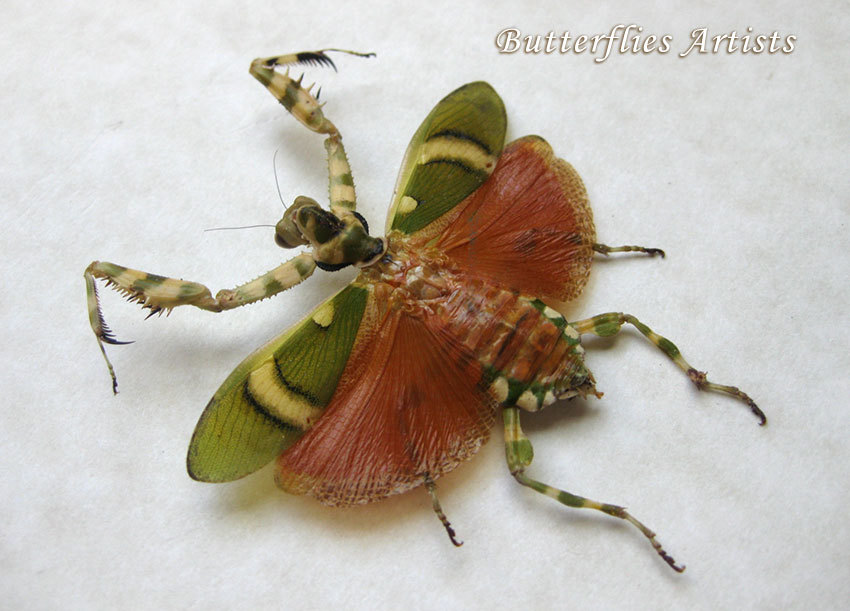 Theopropus Elegans Female RARE Banded Flower Mantis Framed Entomology Shadowbox - Entomology ...