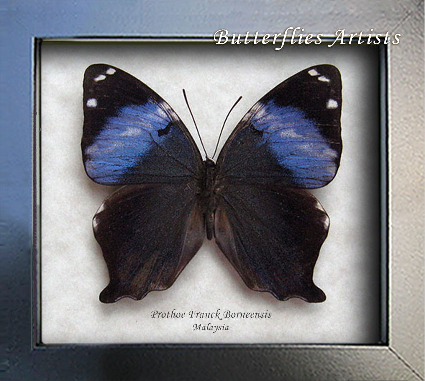 Blue Begum Prothoe Franck Real Butterfly and similar items