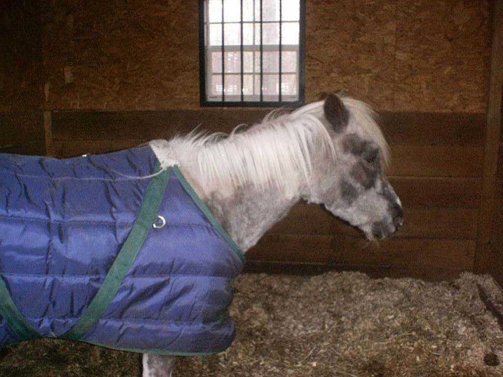 Stoneponies at Bonanza - Collectibles, Sporting Goods, Outdoo...