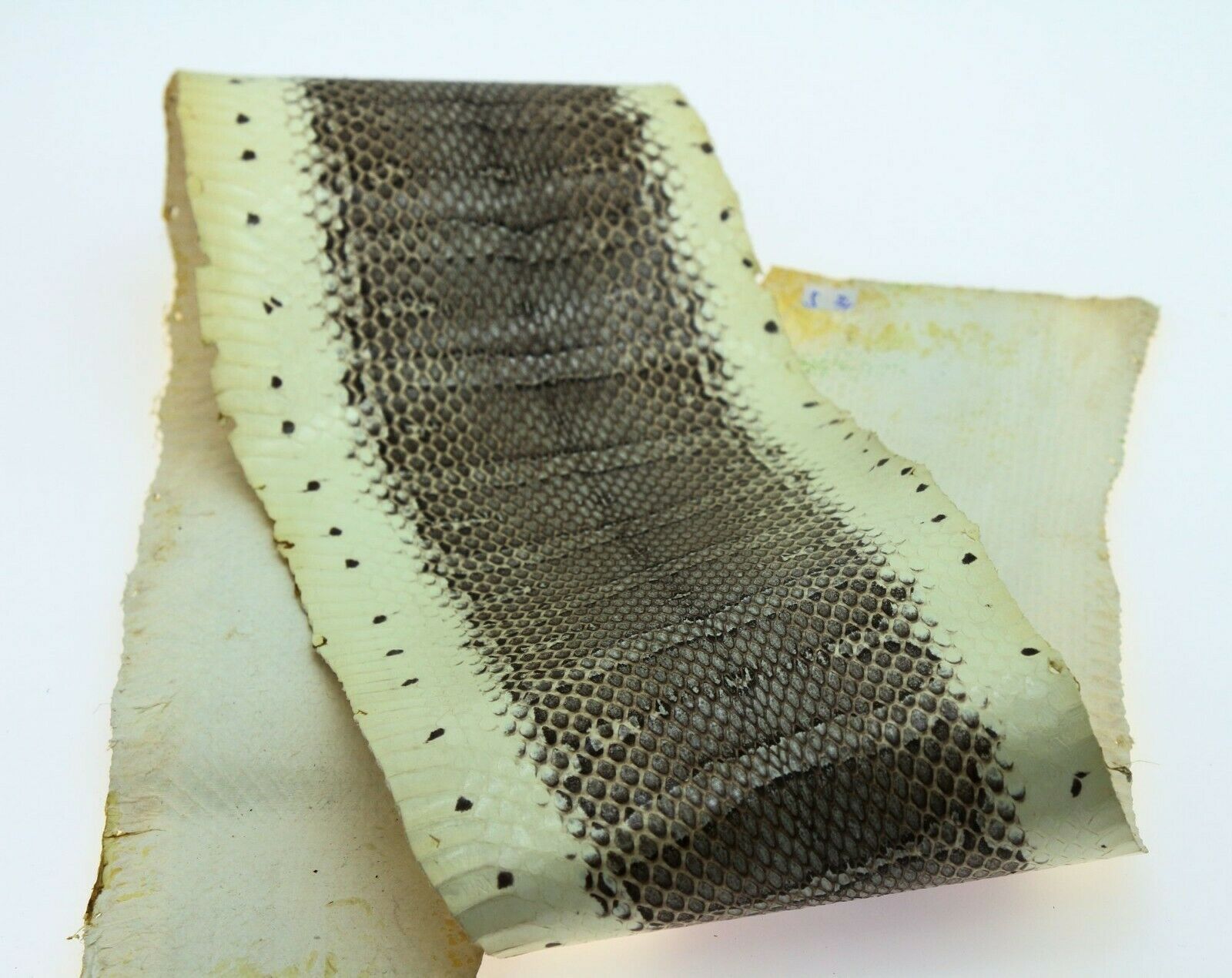 GENUINE WATER SNAKE SKIN PELT HIDE BELLY SNAKESKIN GLOSS NATURAL COLOR ...