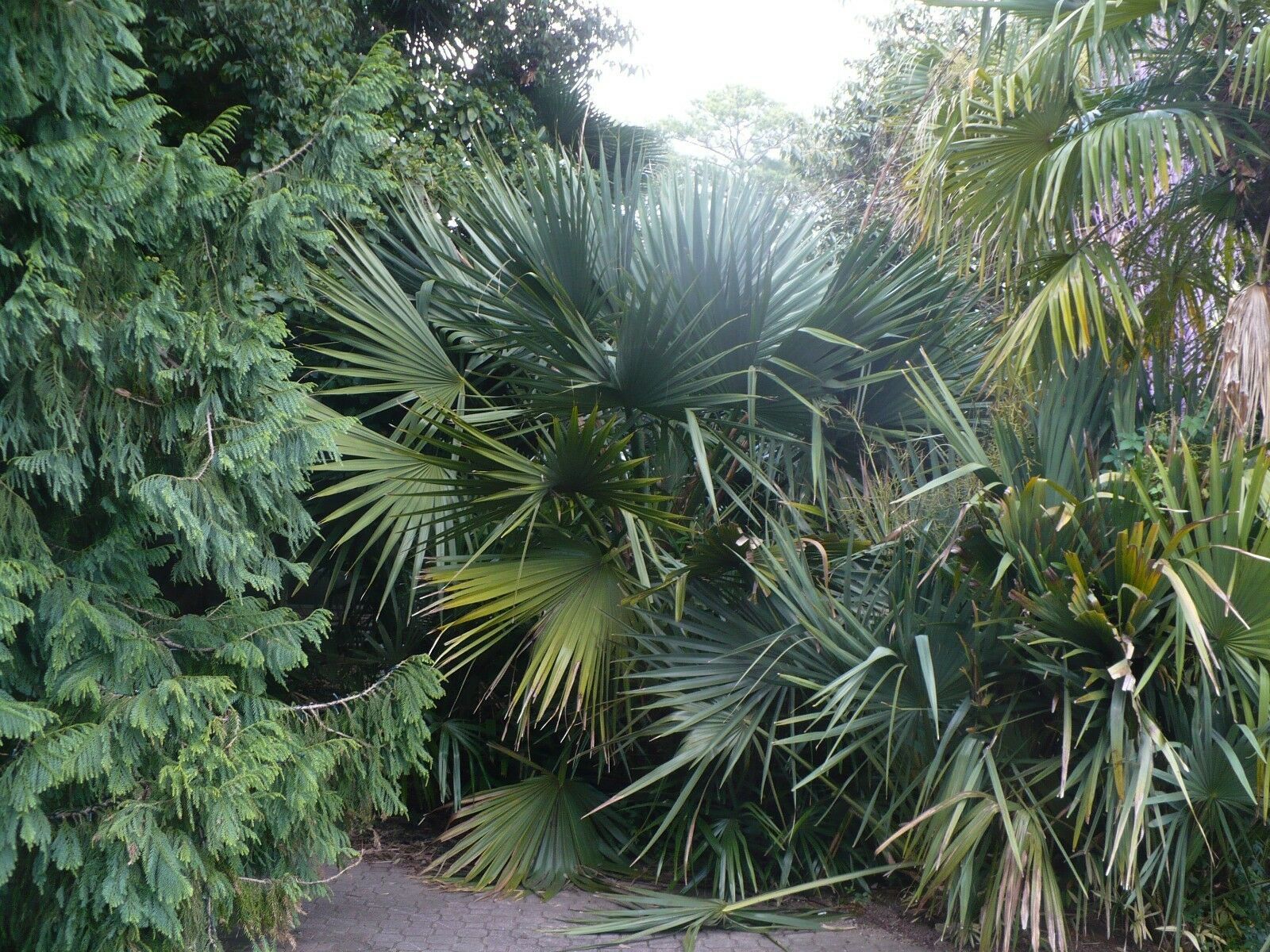 10 Seeds Dwarf Palmetto Bluestem Palmetto Hardy Sabal Minor - Seeds & Bulbs