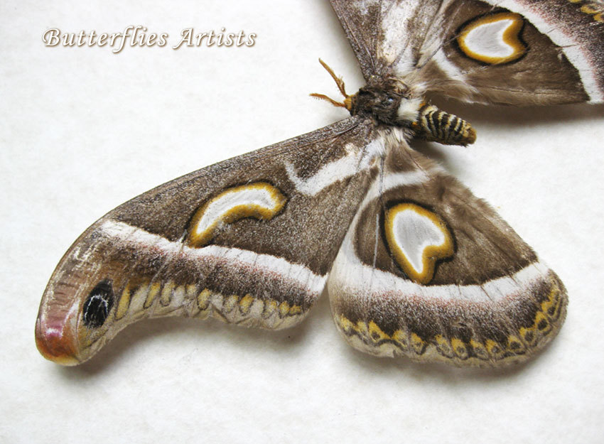 Marvelous Silk Moth Epiphora Rectifascia Rare Saturn Framed Entomology Shadowbox - Butterflies ...
