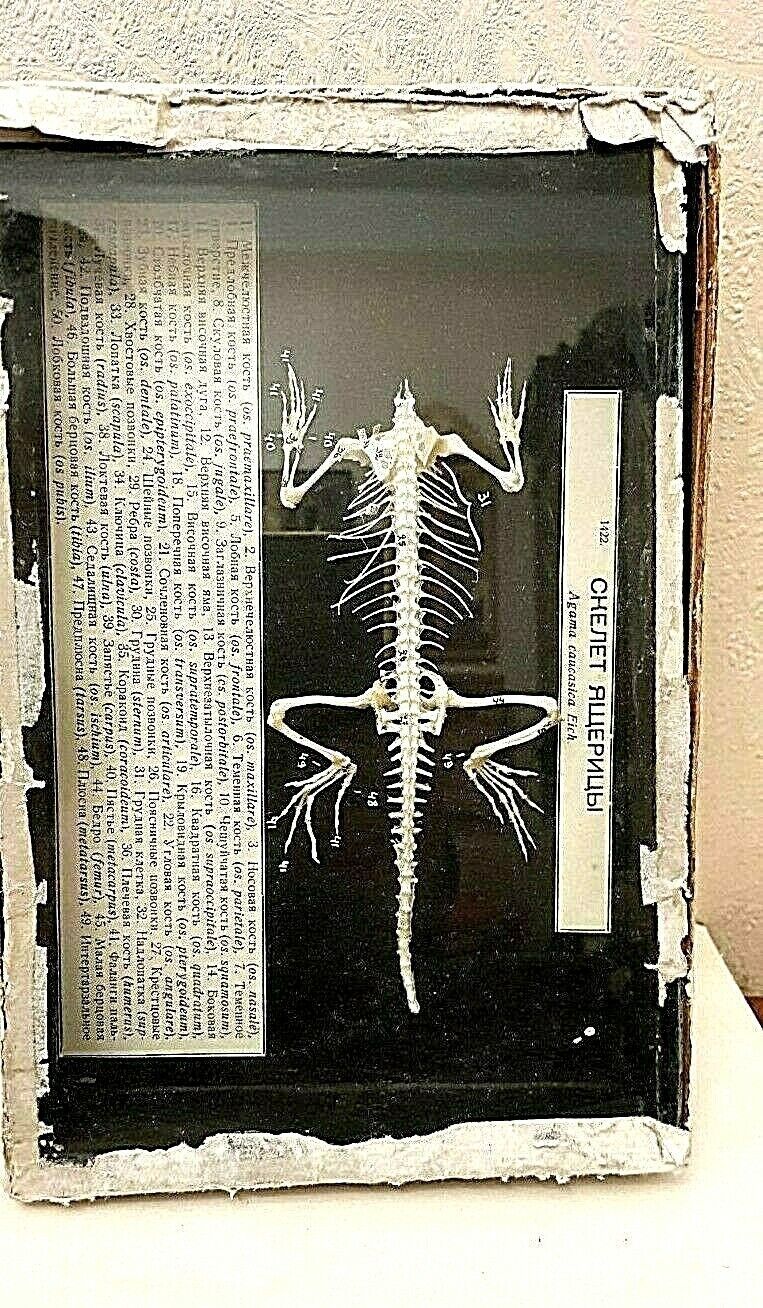 Antique Anatomical Model of a Lizard Natural Skeleton. 1930s-40s - Other