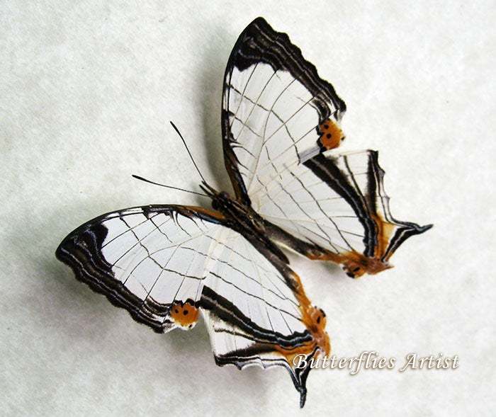 Straight Line Map Cyrestis Nivea Real Butterfly Entomology Collectible ...