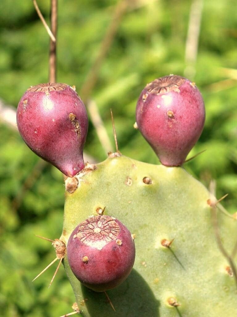 OPUNTIA STRICTA $ erect prickly pear nopal edible cactus nopalea seed ...