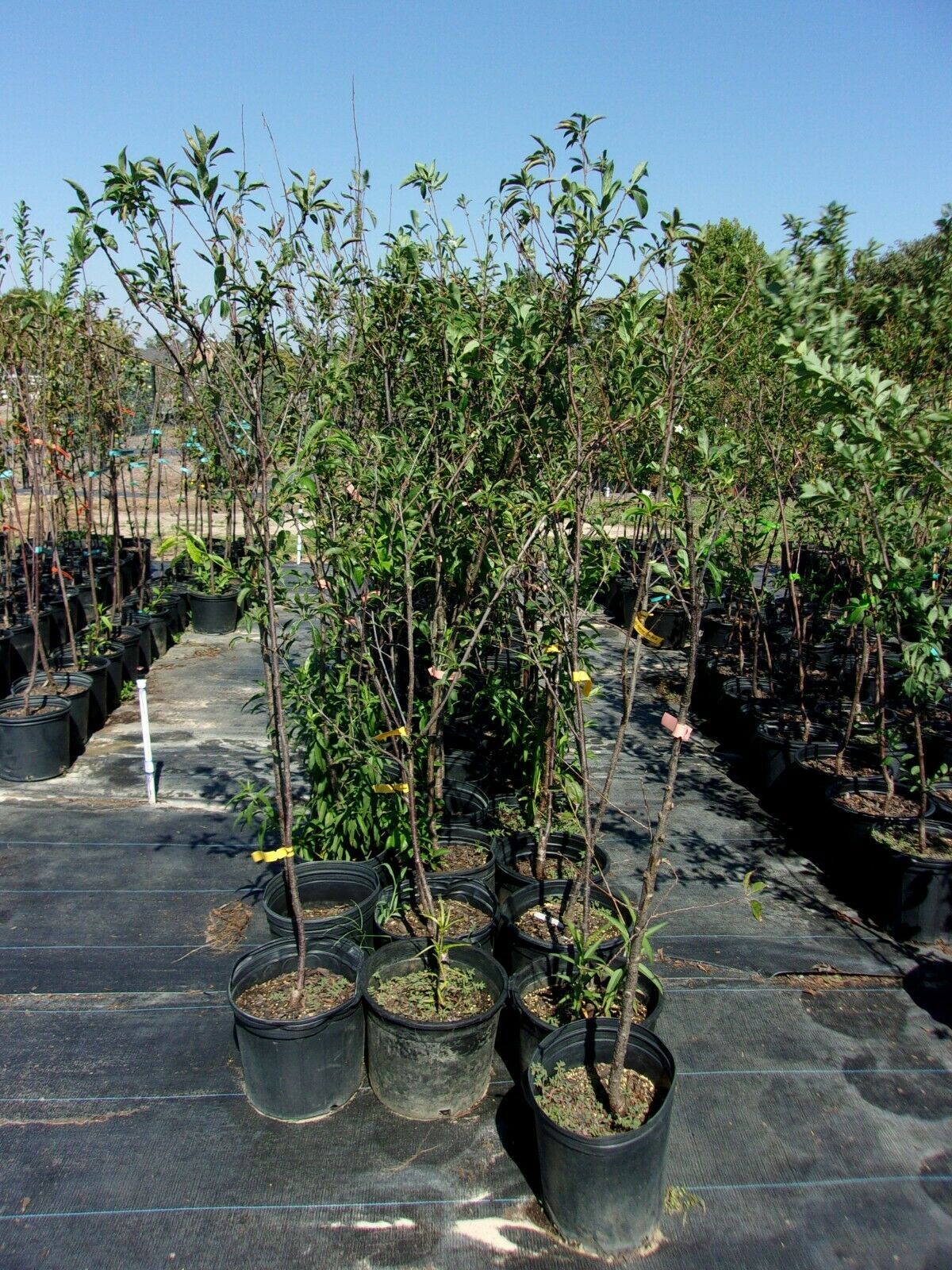 AU RUBRUM PLUM 4-6 FT Fruit Tree Plant Healthy Trees Sweet Plums ...