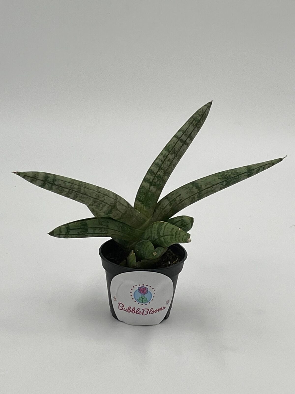 Sansevieria Cylindrica Boncel (Starfish Sansevieria) Snake Plant, Mini ...