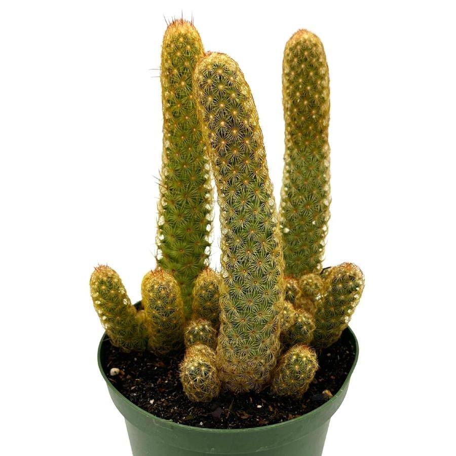 Lady Finger Cactus Copper King, 6 inch Pot, Mammillaria Elongata ...