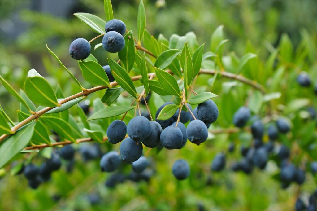 Greek Myrtle Seeds ~Myrtus communis~ Fragrant Flowers & Leaves ...