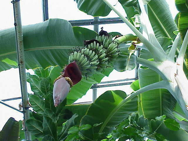 Grand Nain Banana (Gran Naine) - Musa acuminata