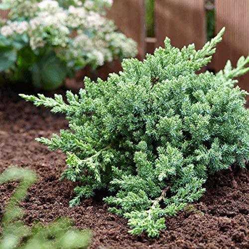 Dwarf Japanese Garden Juniper - 5 Live Plants in 6 Inch Pots ...