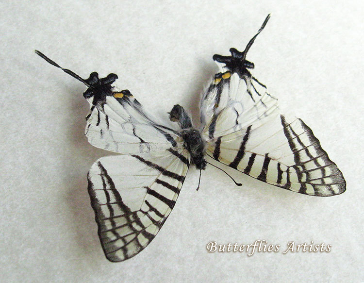 Graphium Mandarinus Spectacle Swordtail Real Butterfly Entomology ...