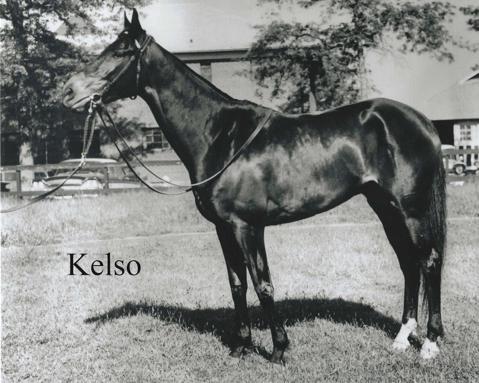 1967 - KELSO - Confirmation Pose - 10" x 8" - Horse Racing