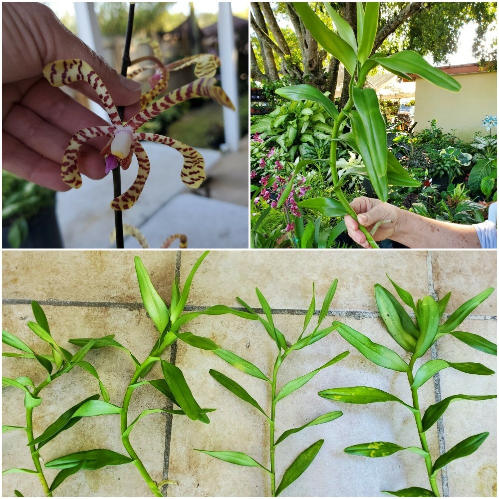 ARANDA LEOPARD 12" CUTTING~ARACHNIS FLOS-AERIS VANDA TYPE ORCHID ...