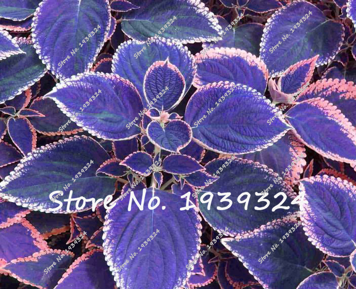 100 pcs blue Coleus rare flower seeds,Indoor flower bonsai seeds ...