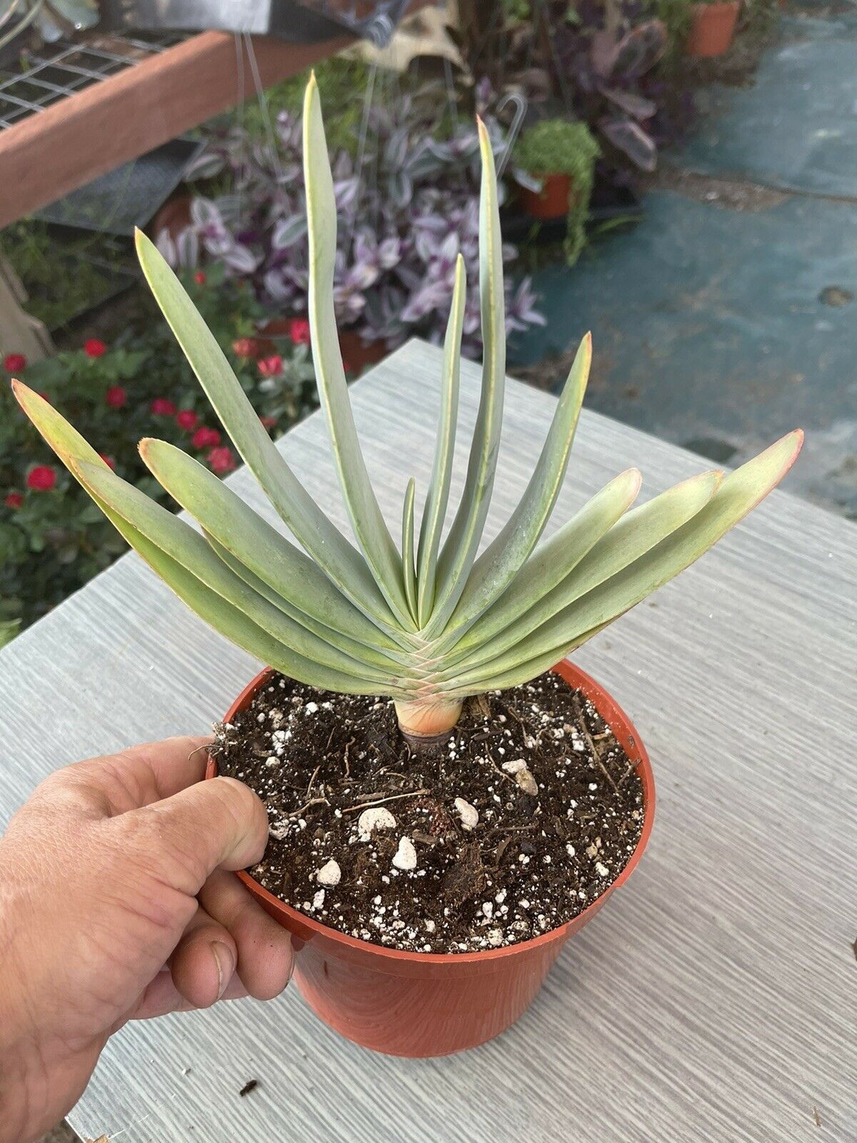 6” Pot Aloe Plicatilis Fan Aloe Bonsai - Other Plants, Seeds & Bulbs