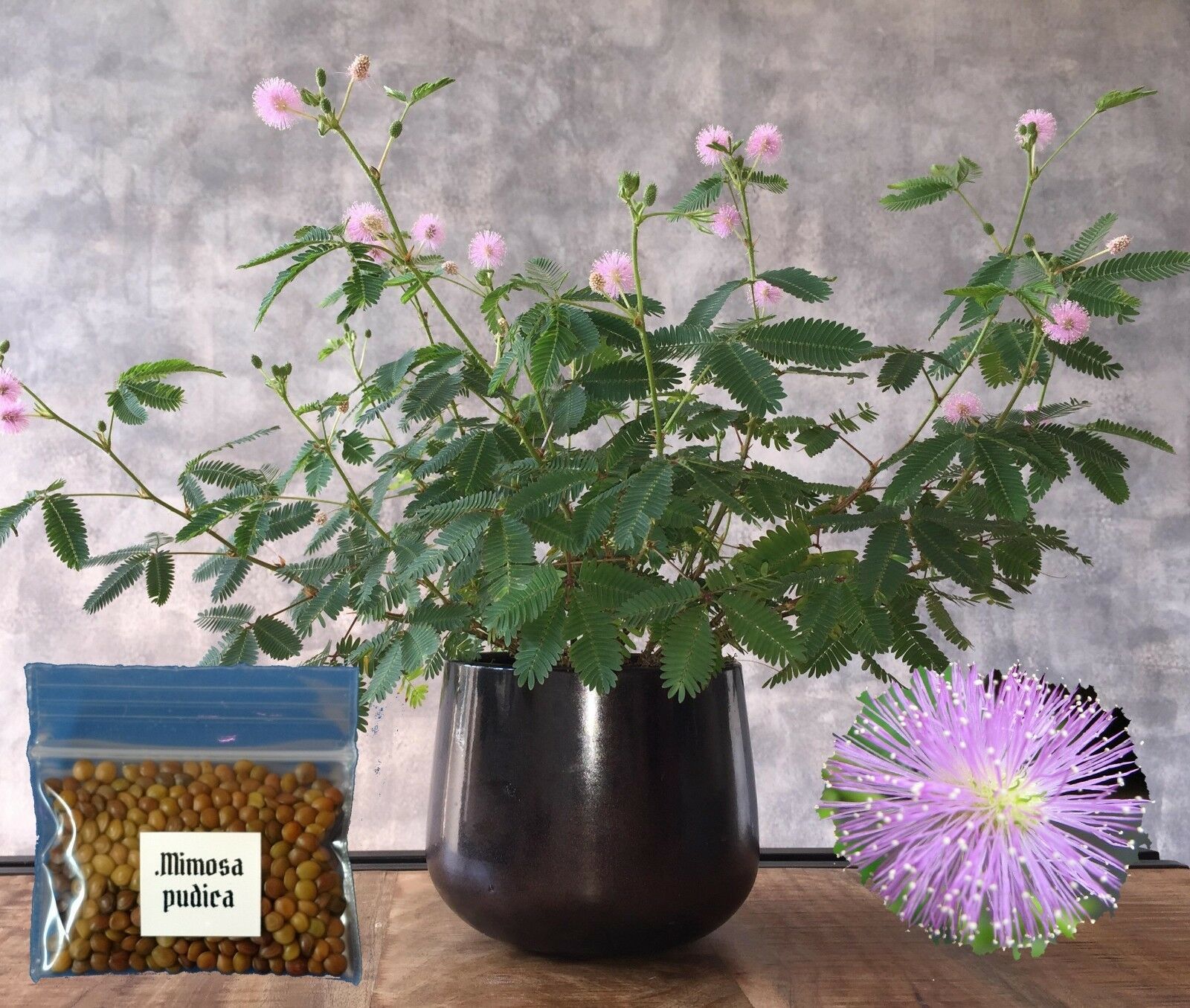 Sensitive Plant Seeds ~Mimosa pudica~ Leaves that move & respond to ...