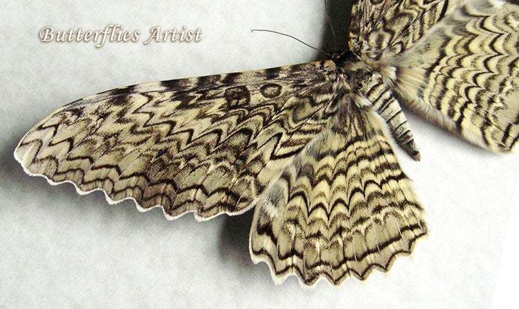 White Witch Giant Moth Thysania Agrippina Rare Entomology Collectible ...