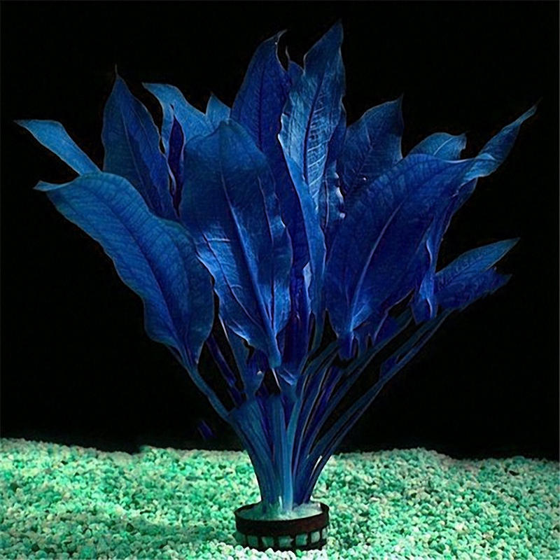 Egrow 200Pcs/Pack Blue Aquarium Plants Seeds Fish Tank Decoration ...